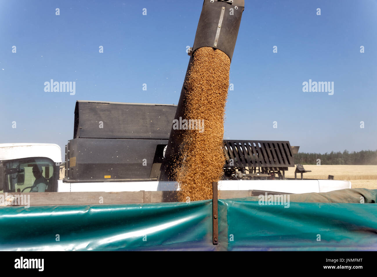 Combine harvester load wheat in the truck at the time of harvest in a ...