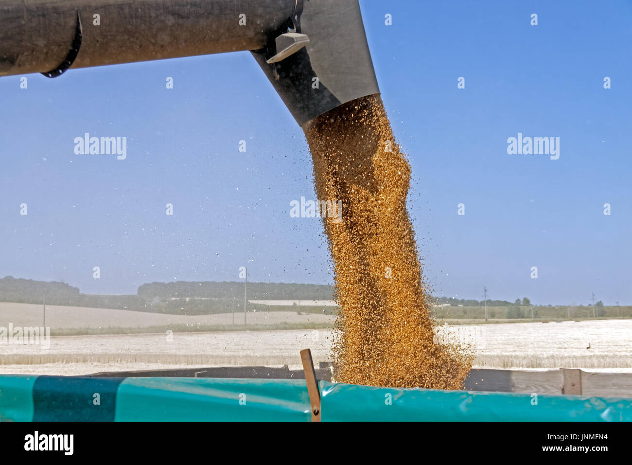 Combine harvester load wheat in the truck at the time of harvest in a ...