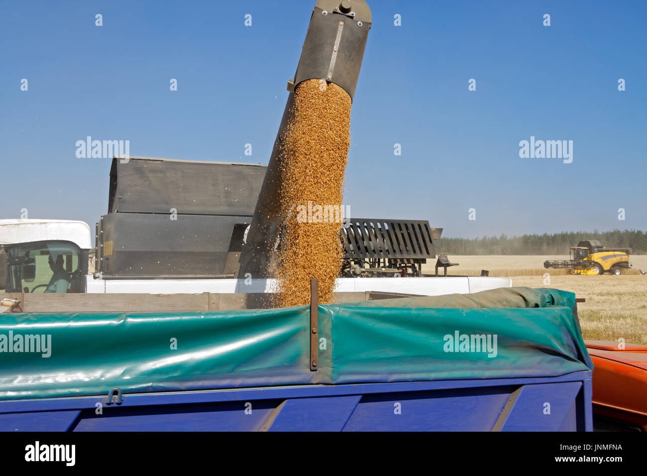 Combine harvester load wheat in the truck at the time of harvest in a ...