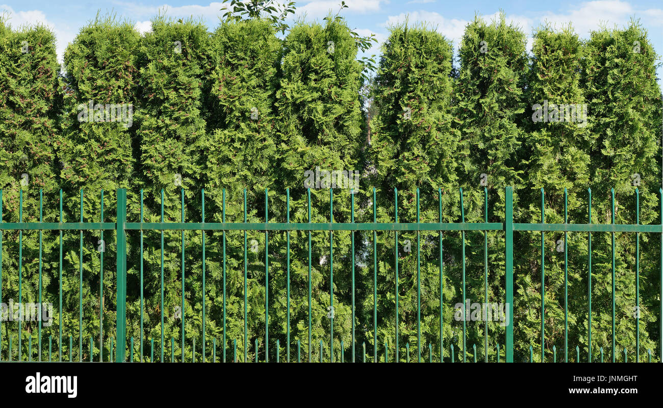 Neatly trimmed garden hedge green hi-res stock photography and images ...