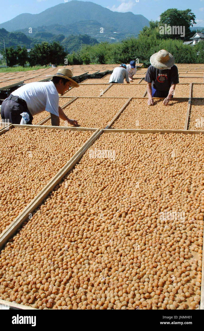 TANABE, Japan - Ume, or Japanese apricots, are dried in the sun in ...