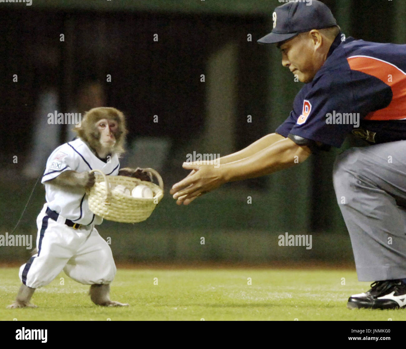 KOBE, Japan - A trained monkey in a baseball uniform, Go, delivers ...