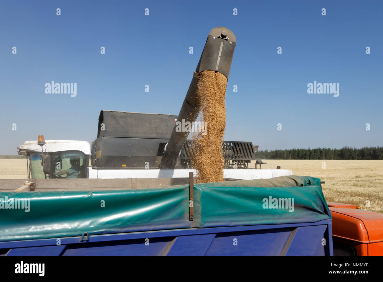 Combine harvester load wheat in the truck at the time of harvest in a ...