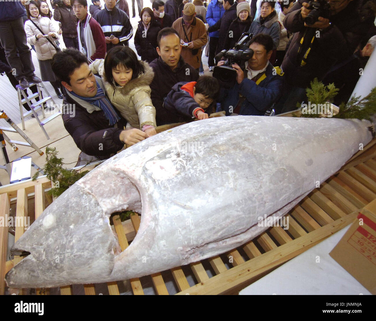NISHINOMIYA, Japan - Fathers and children put coins on a large tuna ...