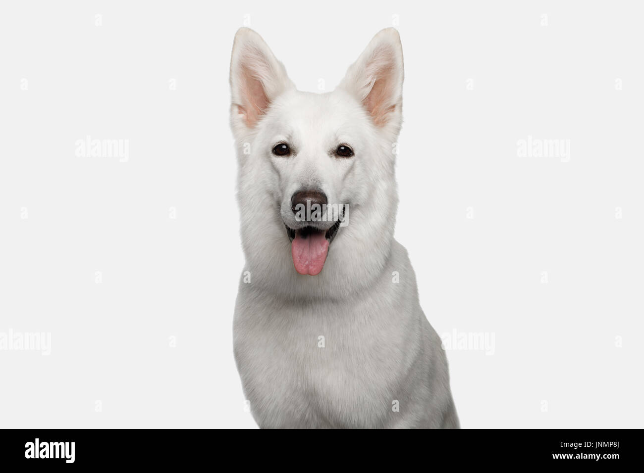 White guard dog standing hi-res stock photography and images - Alamy