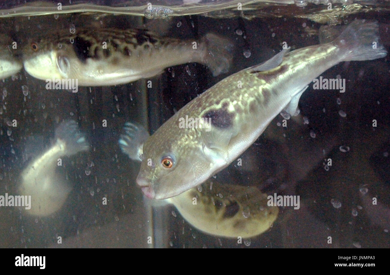 OKAYAMA, Japan - The Japanese delicacy tora-fugu is a species of puffer ...