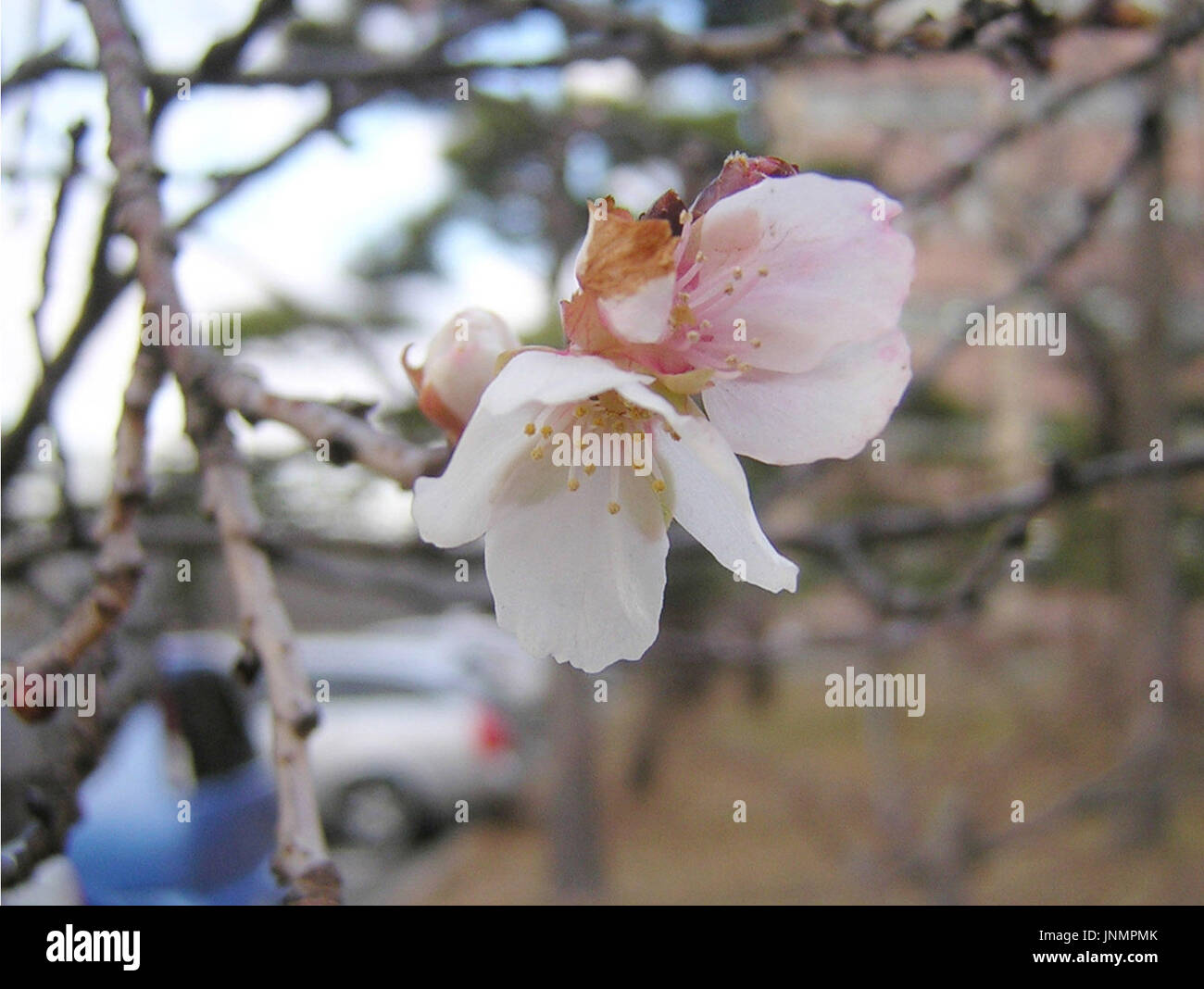 AKITA, Japan - A cherry tree in the courtyard of Akita prefectural ...