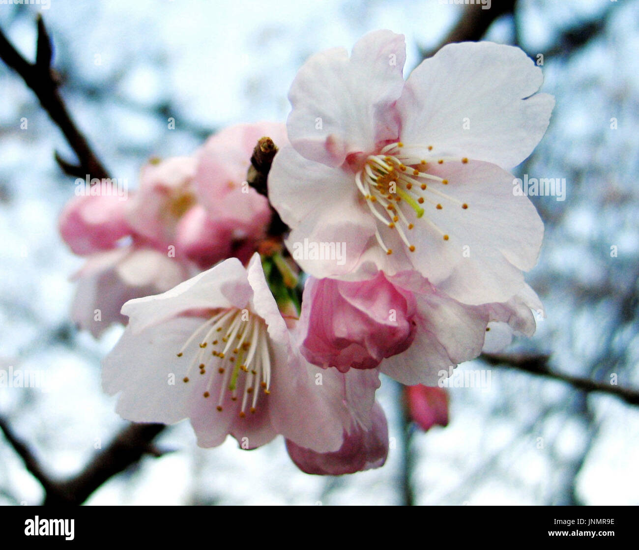 SHINGU, Japan - Higan zakura, an early blooming cherry, is in full ...