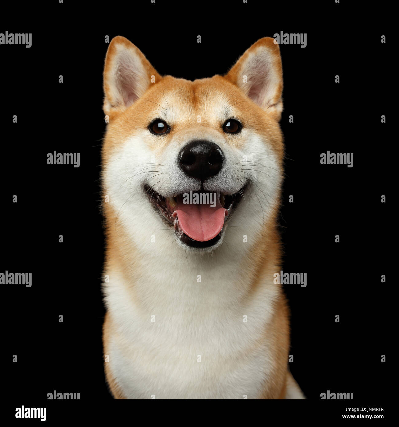 Portrait of Shiba inu Dog Isolated Black Background Stock Photo - Alamy