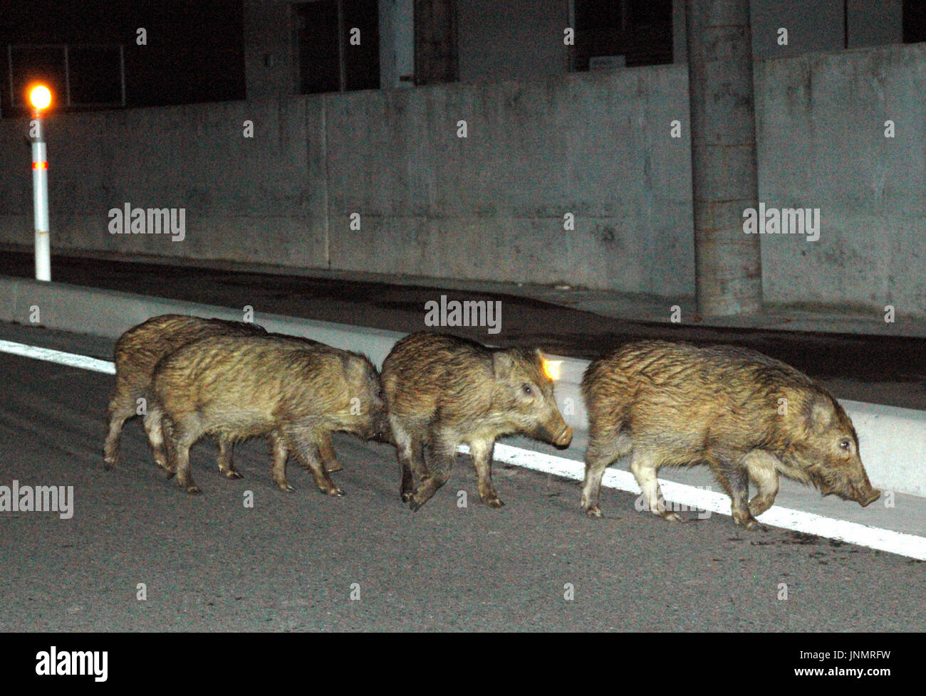 FUKUI, Japan - Wild boars cross a street in Fukui, Fukui Prefecture ...
