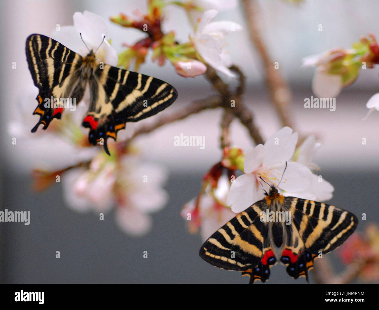 GIFU, Japan - Gifu butterflies hatch at Nawa Insect Museum in Gifu ...