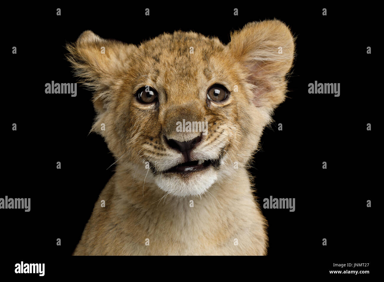 Lion cub close up portrait hi-res stock photography and images - Alamy