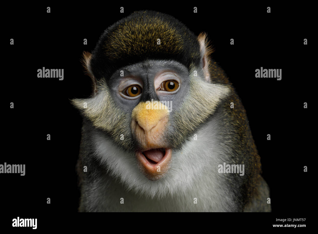 Monkey with big tail hi-res stock photography and images - Alamy