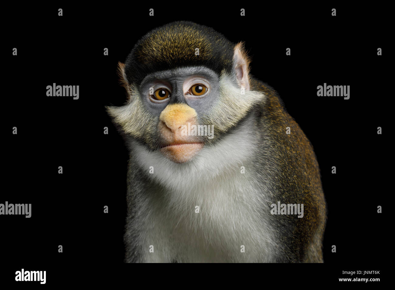 Monkey with big tail hi-res stock photography and images - Alamy