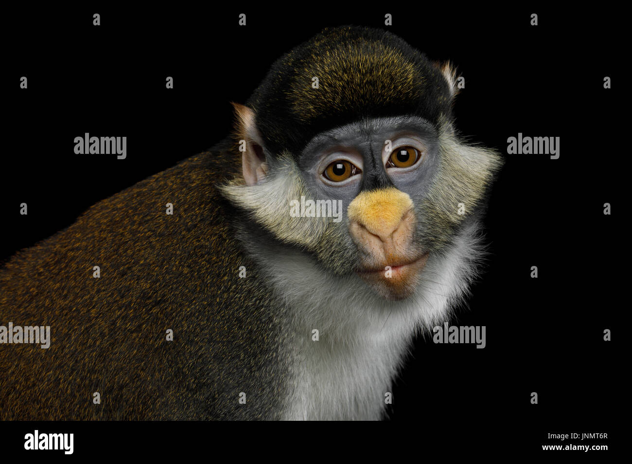 Monkey with big tail hi-res stock photography and images - Alamy