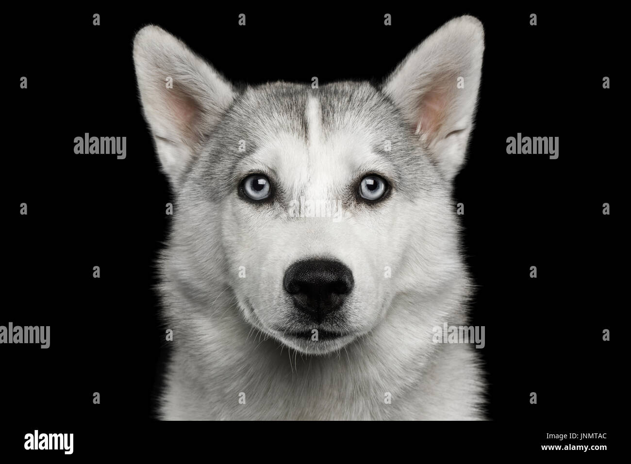 Husky isolated hi-res stock photography and images - Alamy