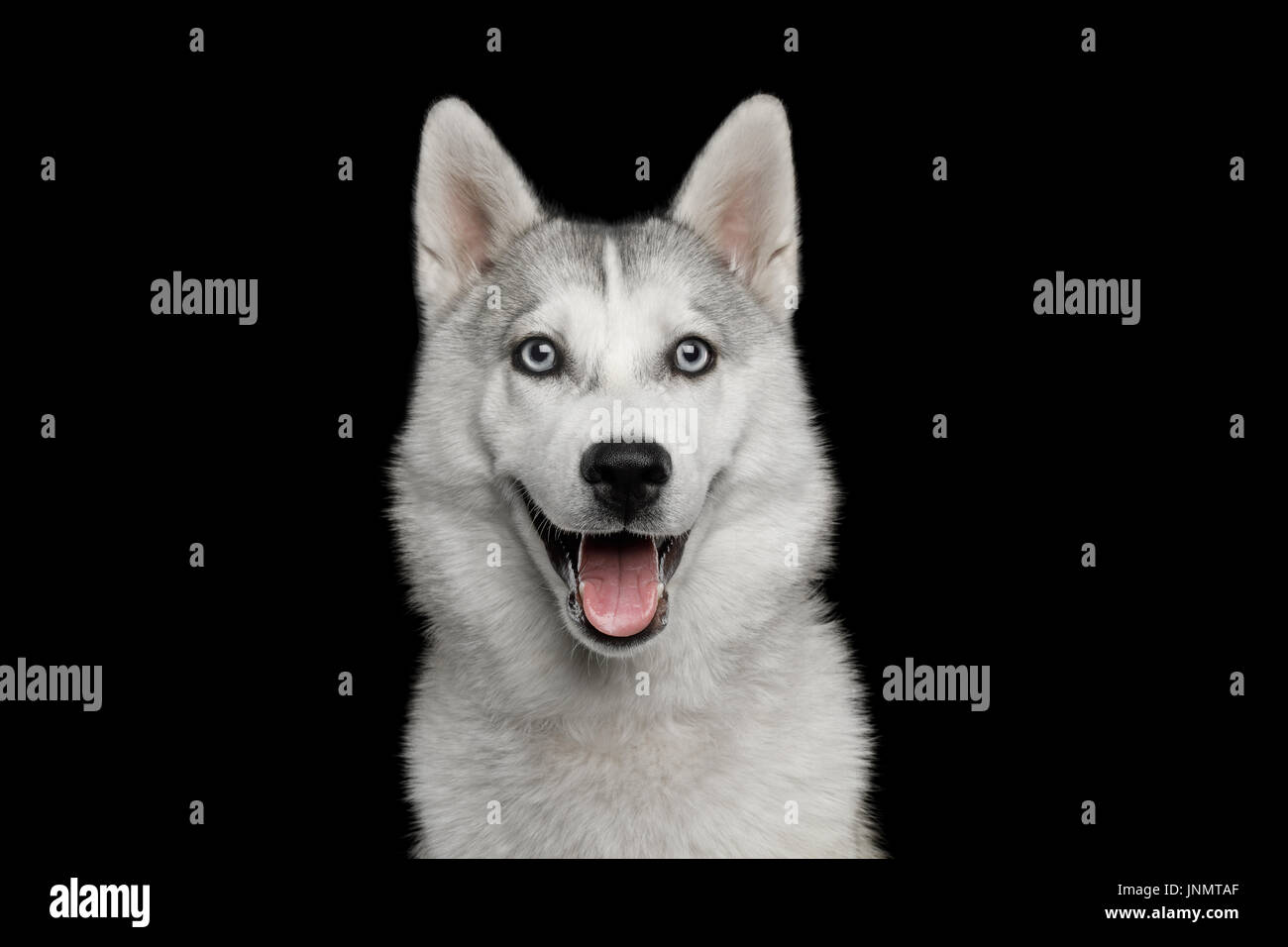 Siberian husky sitting isolated hi-res stock photography and images - Alamy