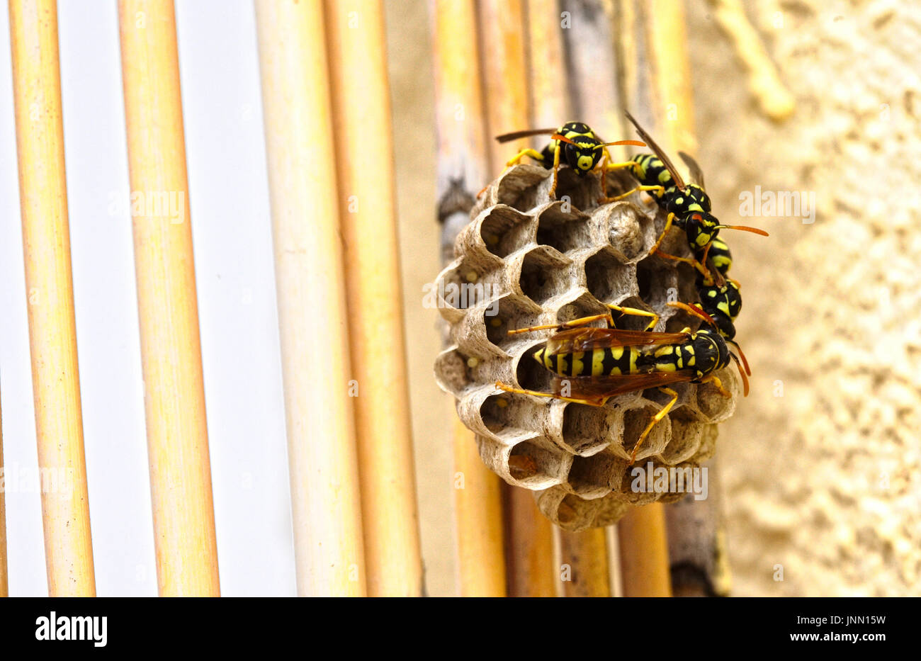 Wasps made a nest laying their eggs and care of their larvae Stock ...