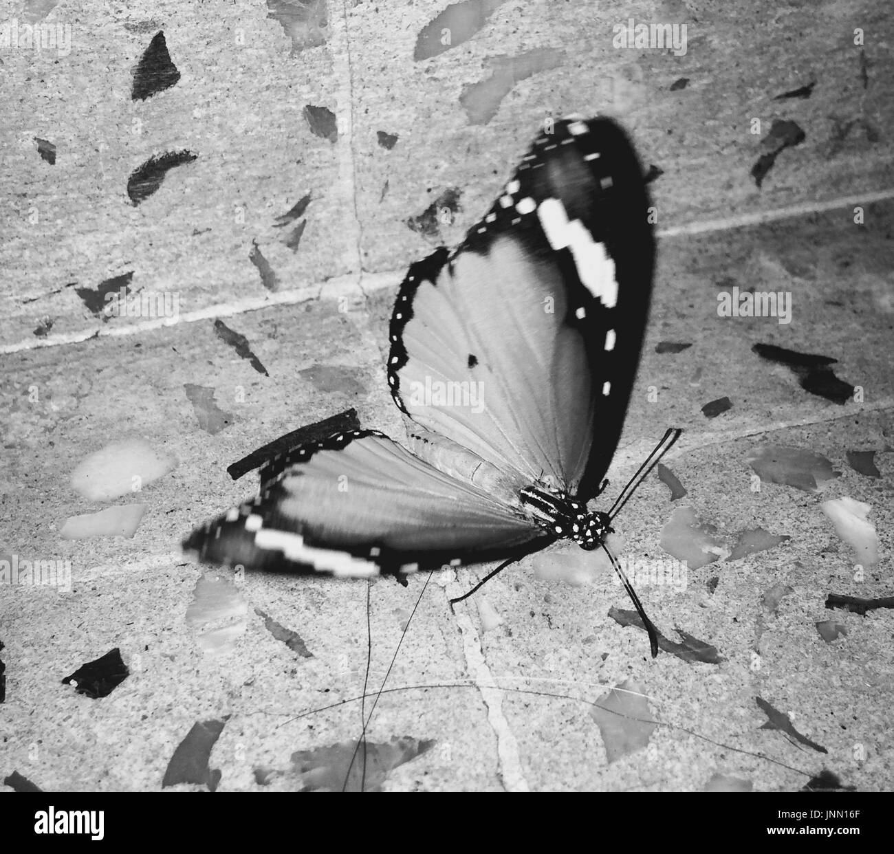 Monarch Butterfly Antenna High Resolution Stock Photography and Images ...