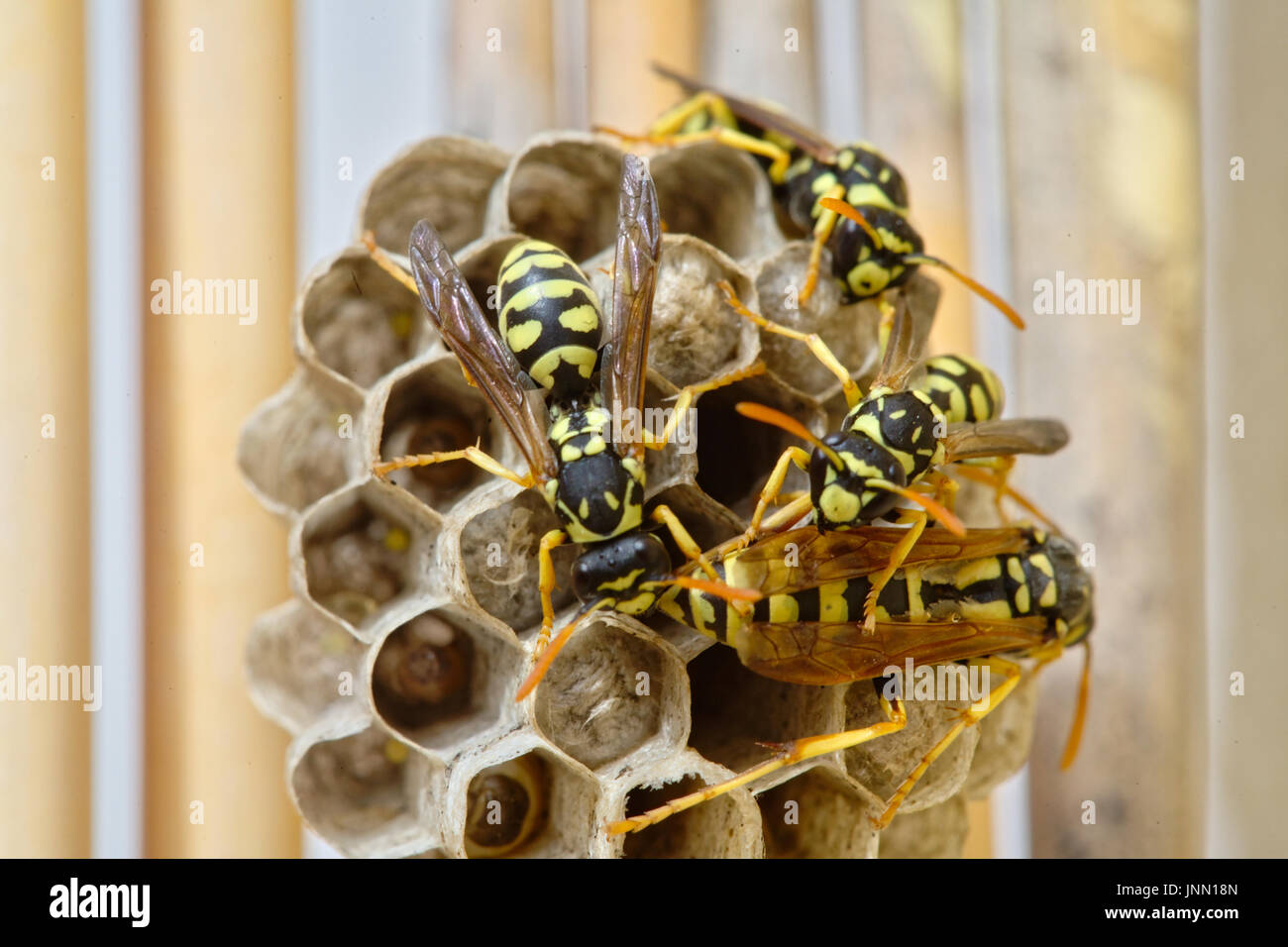Wasps made a nest laying their eggs and care of their larvae Stock ...