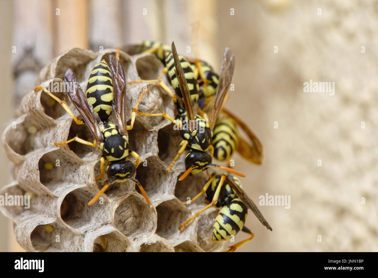 Wasps made a nest laying their eggs and care of their larvae Stock ...
