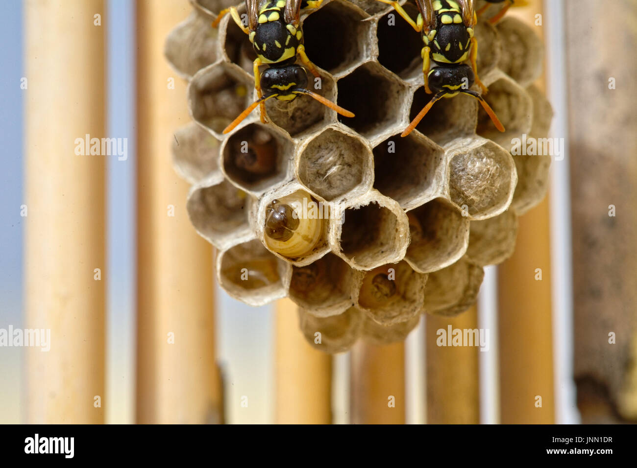 Wasps made a nest laying their eggs and care of their larvae Stock ...