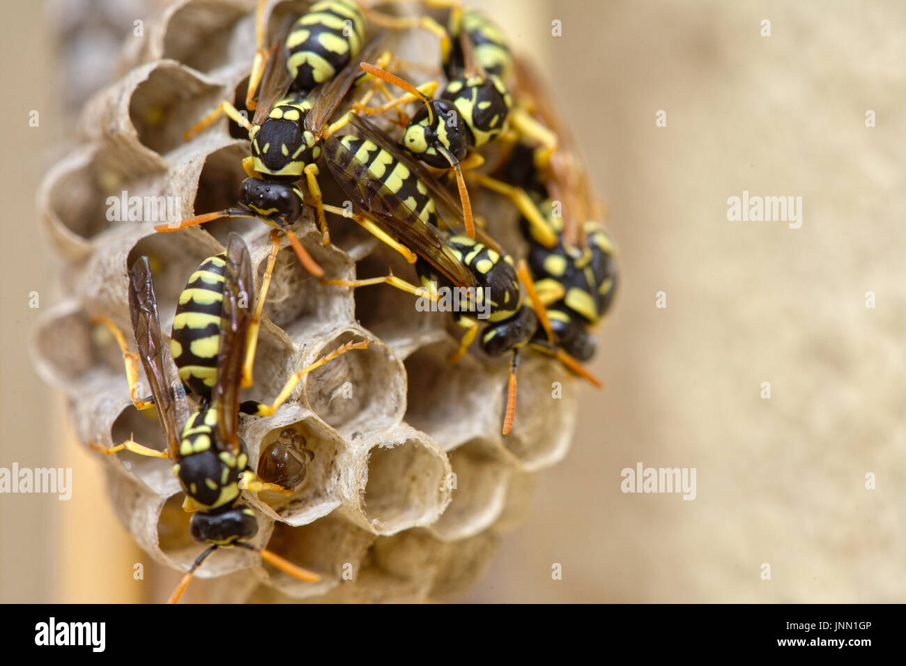 Wasps made a nest laying their eggs and care of their larvae Stock ...