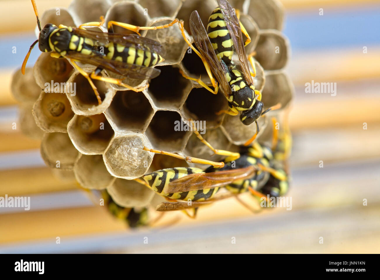 Wasps made a nest laying their eggs and care of their larvae Stock ...