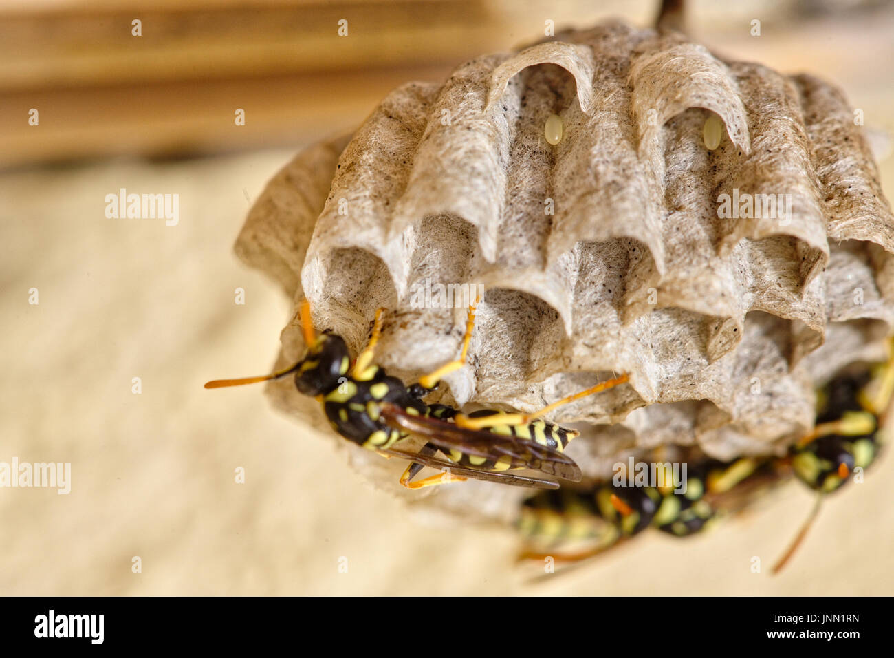 Wasps made a nest laying their eggs and care of their larvae Stock ...