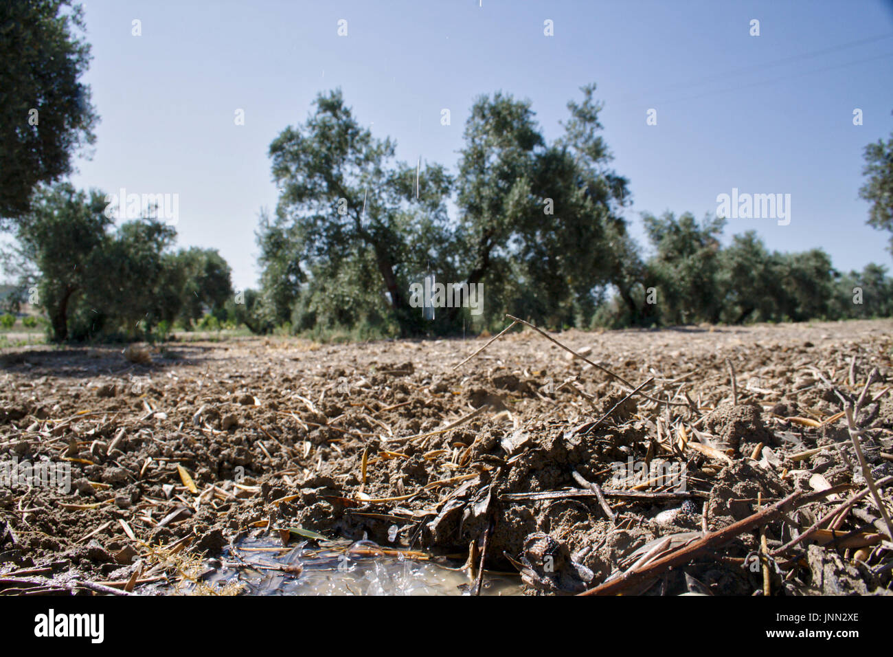 Olive tree irrigation system hi-res stock photography and images - Alamy