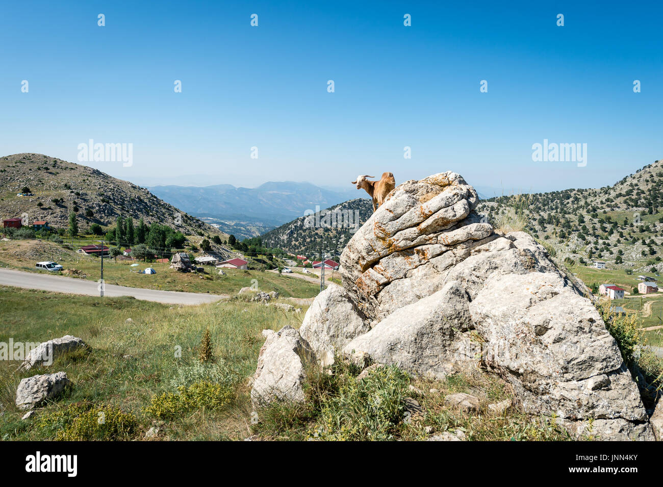 Goat standing on stone hi-res stock photography and images - Alamy