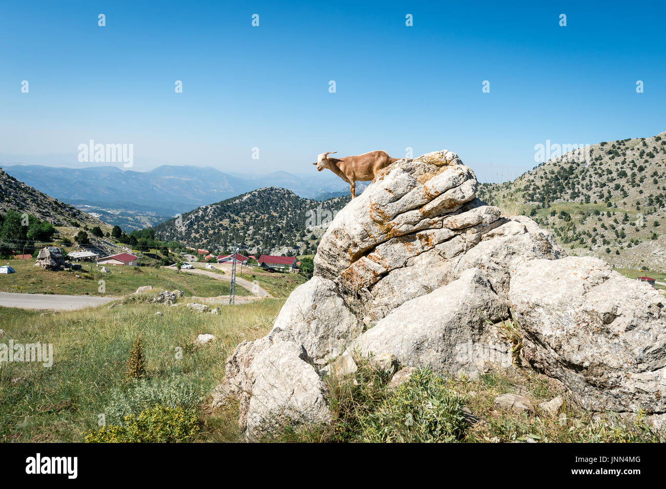 Goat is standing on the stone in a sunny day in Turkey Stock Photo - Alamy