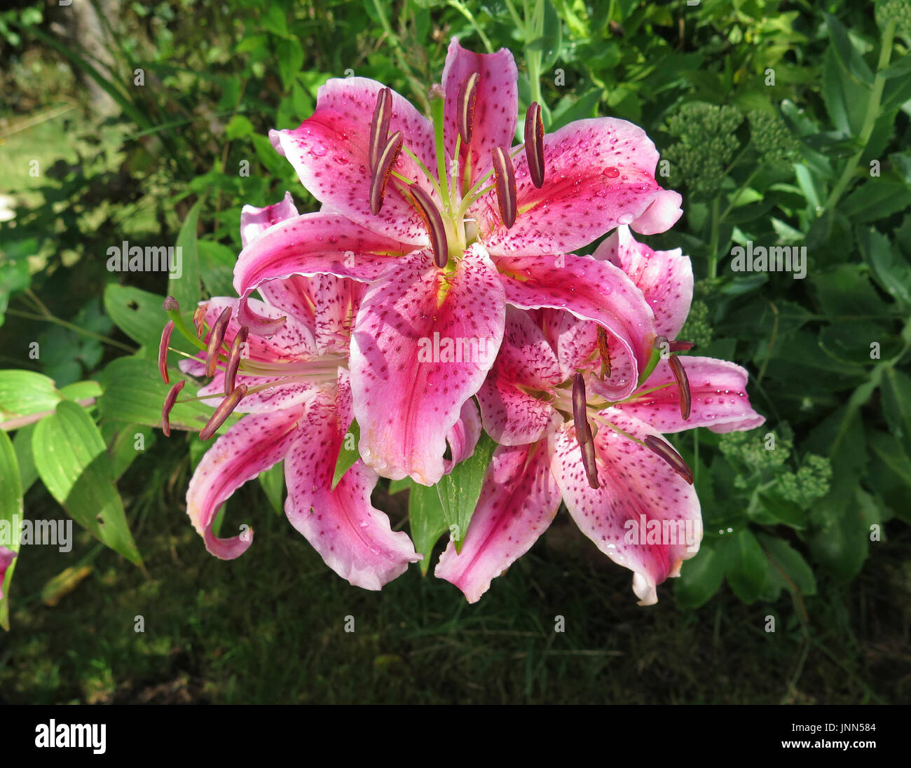 Multicoloured lily hi-res stock photography and images - Alamy