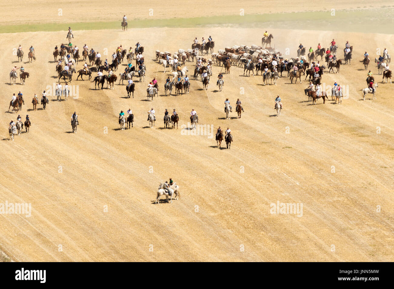 Transhumance of cattle in Spain during the summer Stock Photo - Alamy