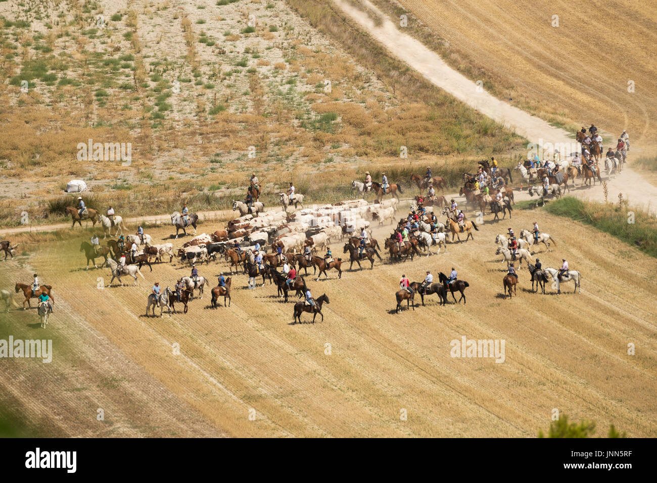Transhumance of cattle in Spain during the summer Stock Photo - Alamy