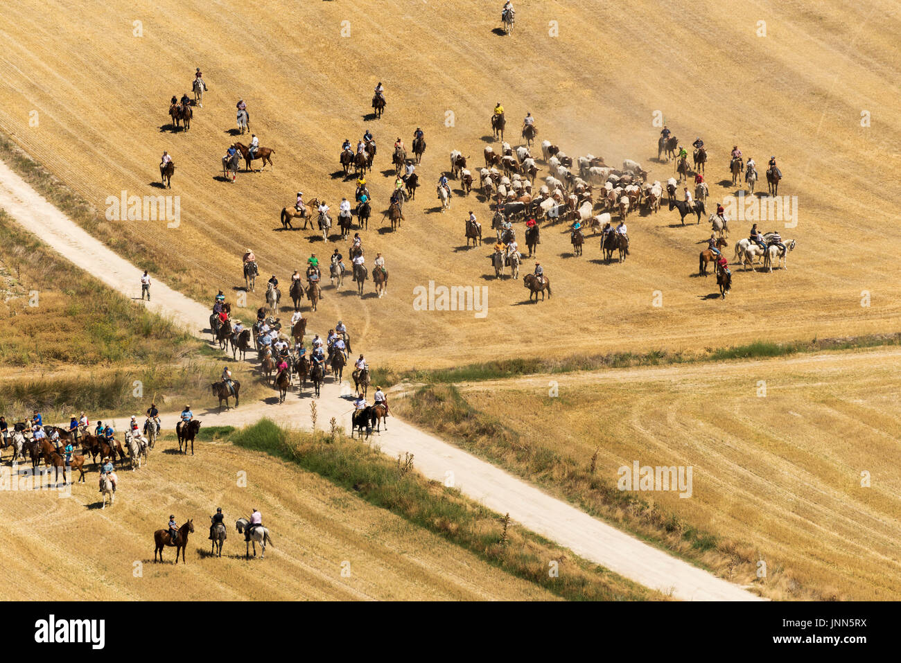 Transhumance of cattle in Spain during the summer Stock Photo - Alamy