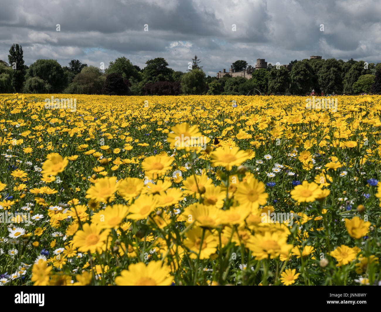 Wildflower meadow in St Nicholas Park, Warwick, England, UK Stock Photo ...