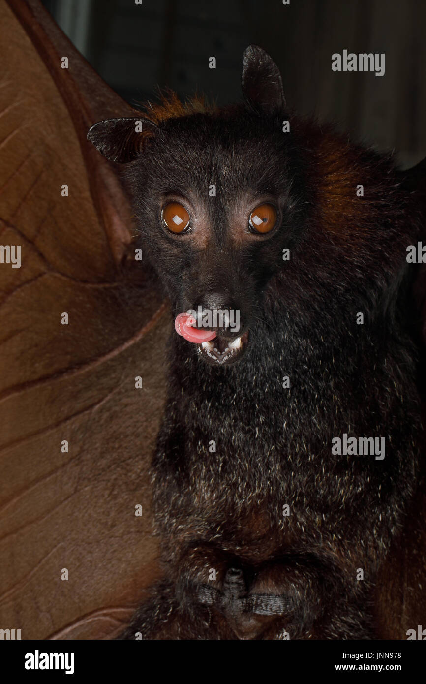 Giant flying fox bat pteropus hi-res stock photography and images - Alamy