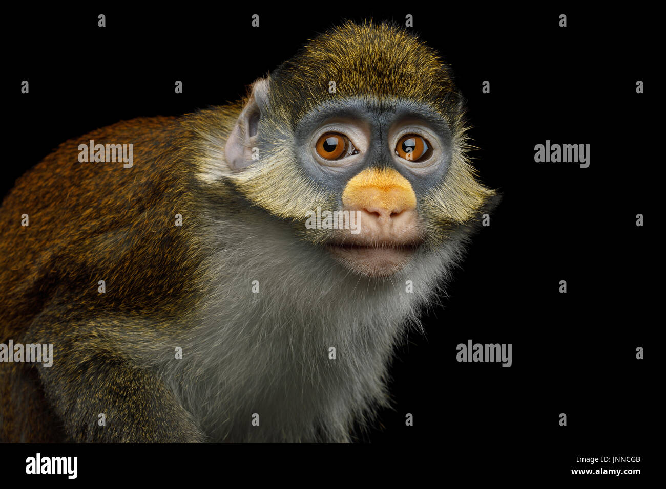 Schmidt's red tailed monkey hi-res stock photography and images - Alamy