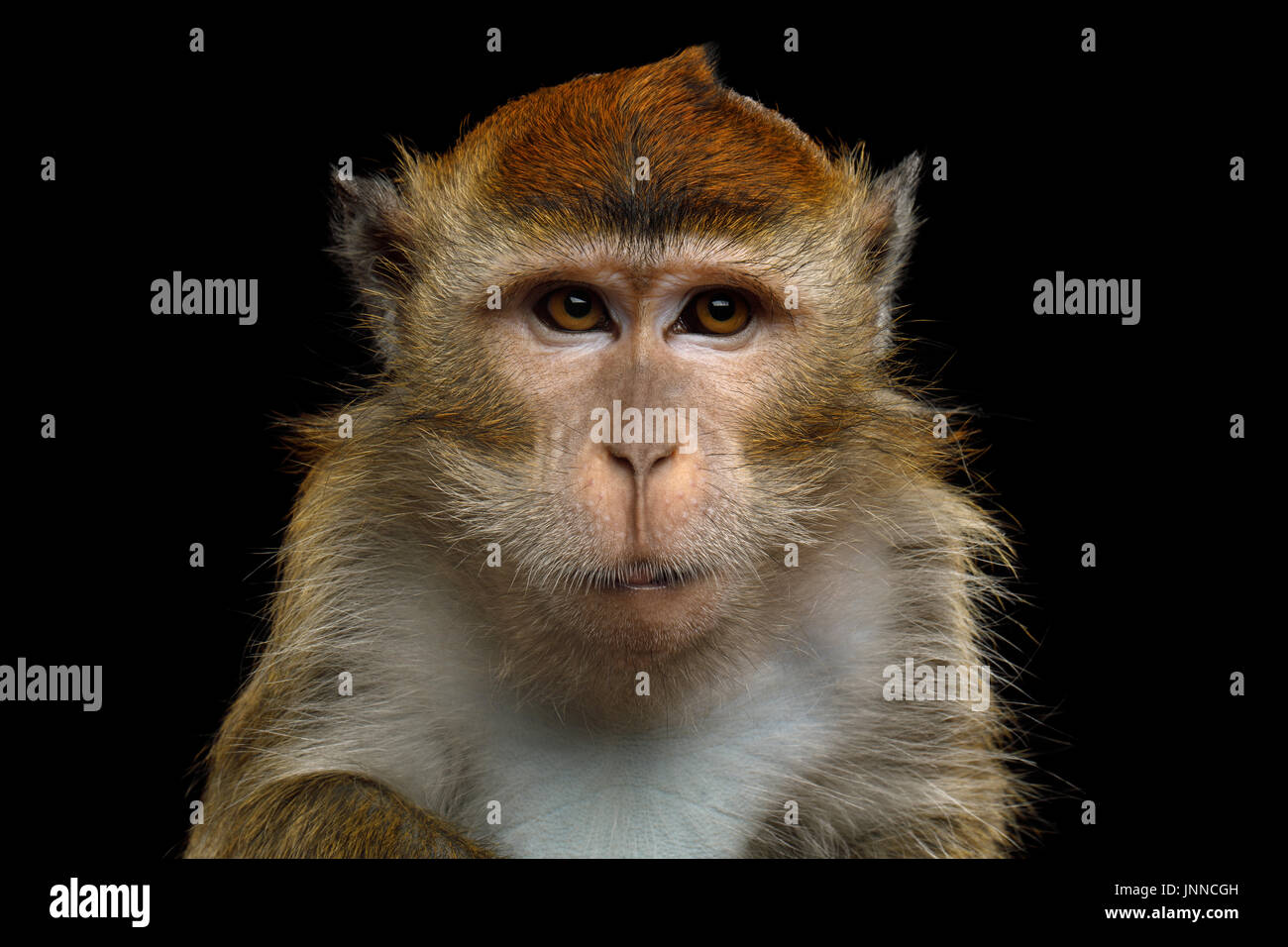 Angry macaque hi-res stock photography and images - Alamy