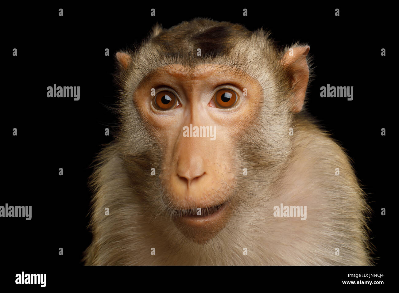 Pig tailed hi-res stock photography and images - Alamy