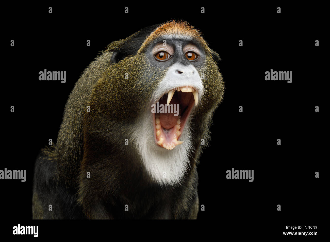 Monkey teeth hi-res stock photography and images - Alamy