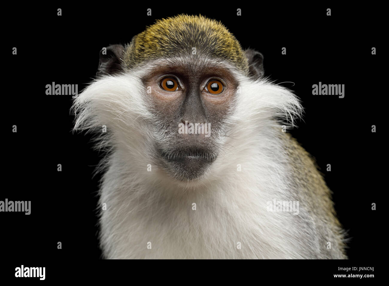 Green vervet monkey caribbean hi-res stock photography and images - Alamy
