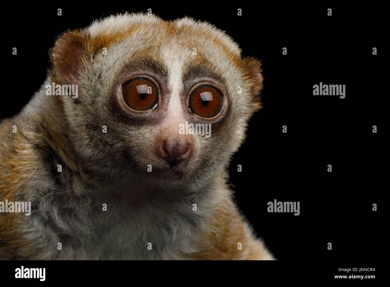 Slow loris eat hi-res stock photography and images - Alamy