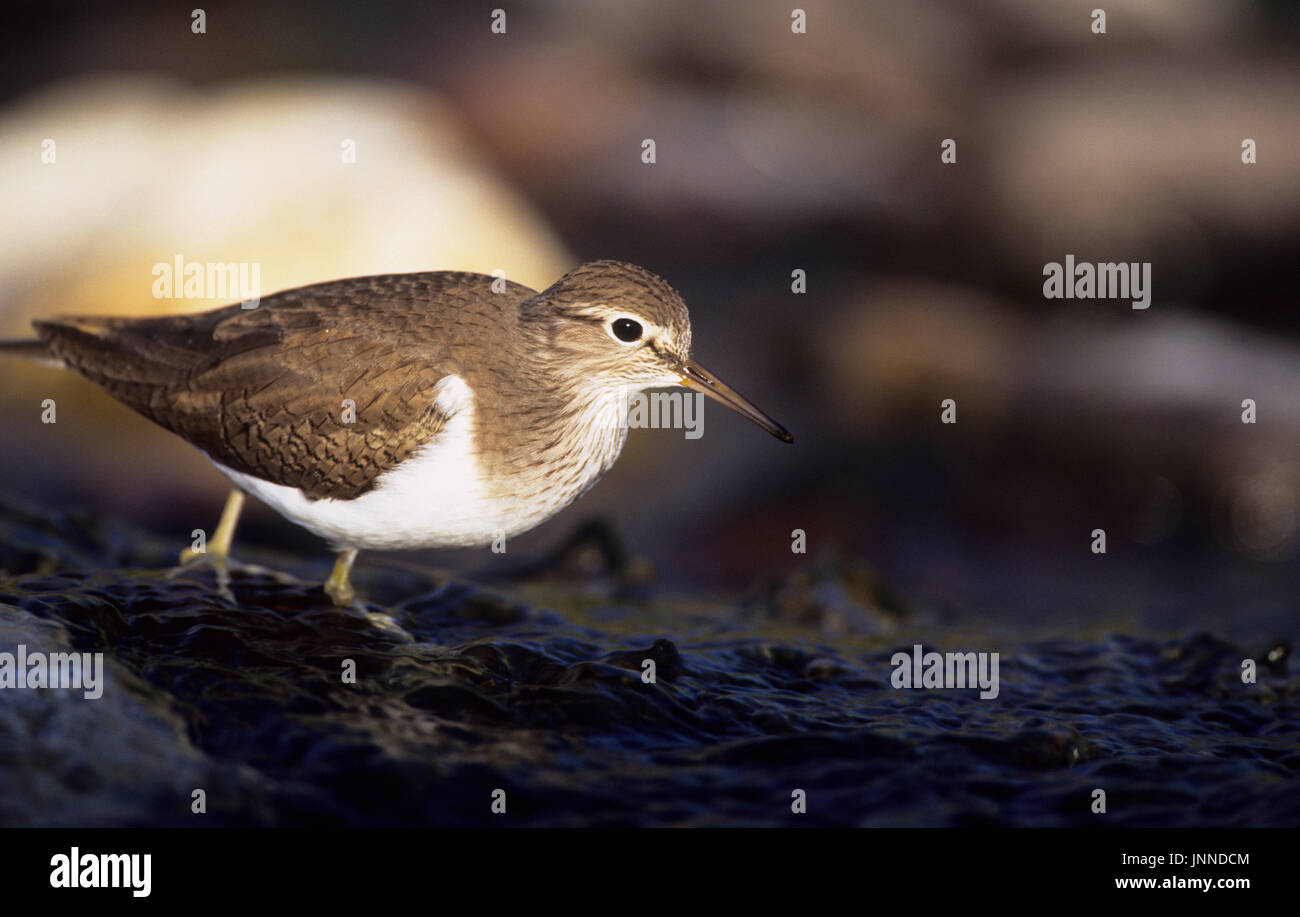 Common Sandpiper (Actitis hypoleucos) Langden Beck Forest of Bowland Lancashire Stock Photo - Alamy