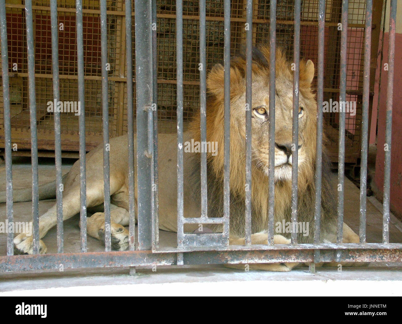 YANGON, Myanmar - A lion at a zoo in Yangon awaits transfer to a new ...