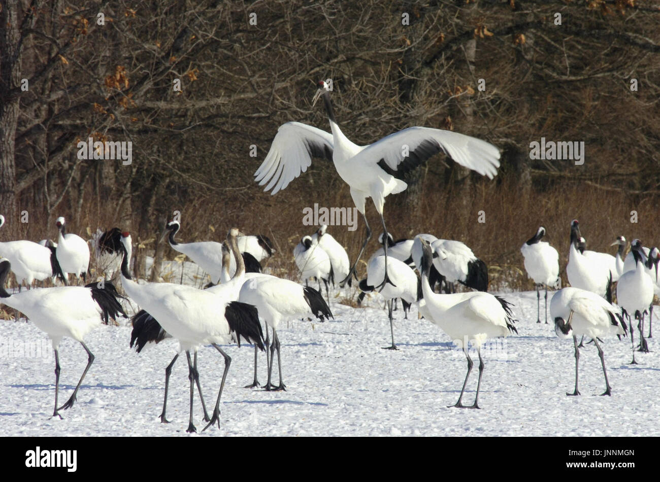 KUSHIRO, Japan - Red-crowned cranes, designated as a Japanese special ...