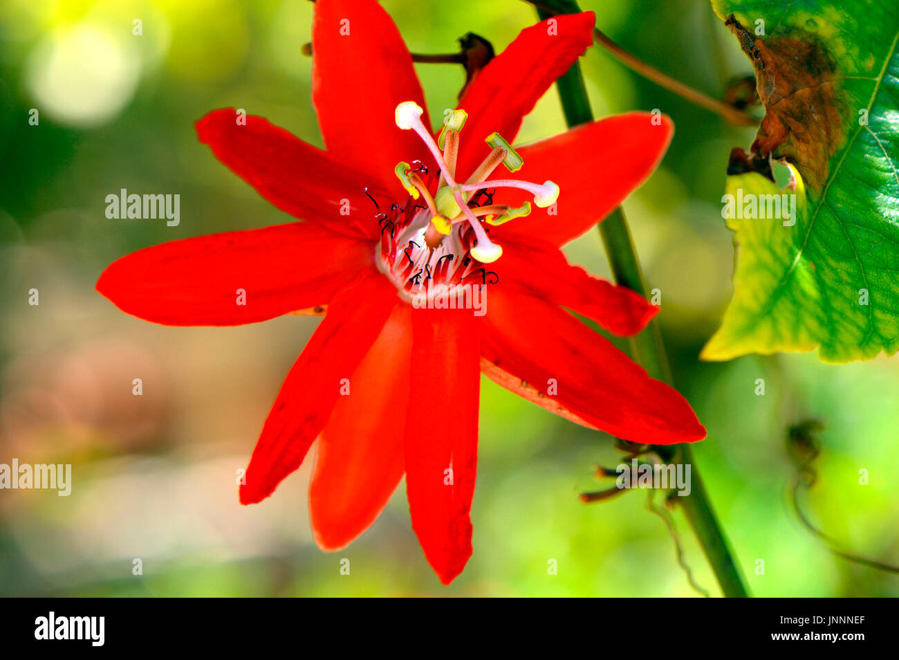 Passiflora sp hi-res stock photography and images - Alamy
