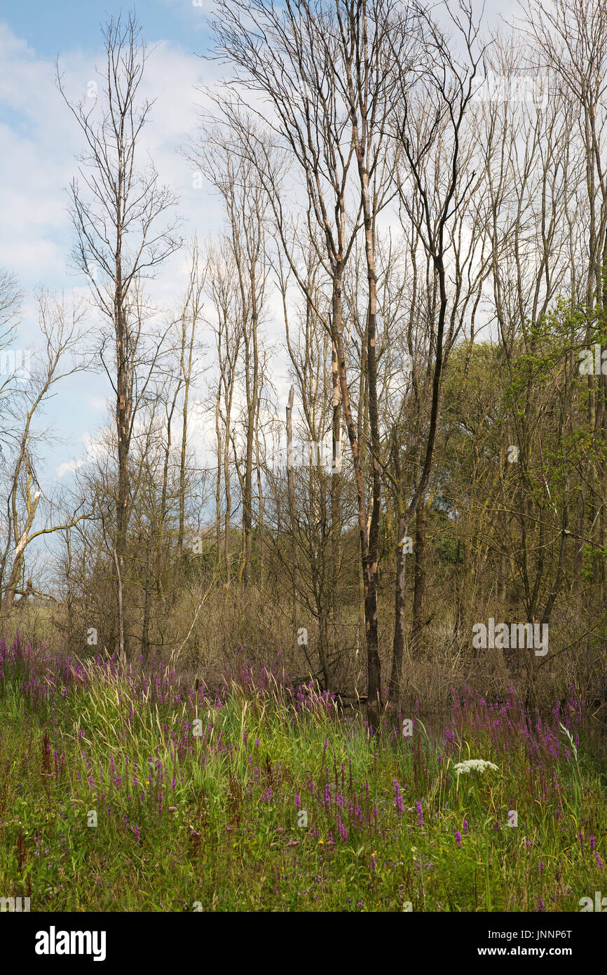 Drowned trees hi-res stock photography and images - Alamy