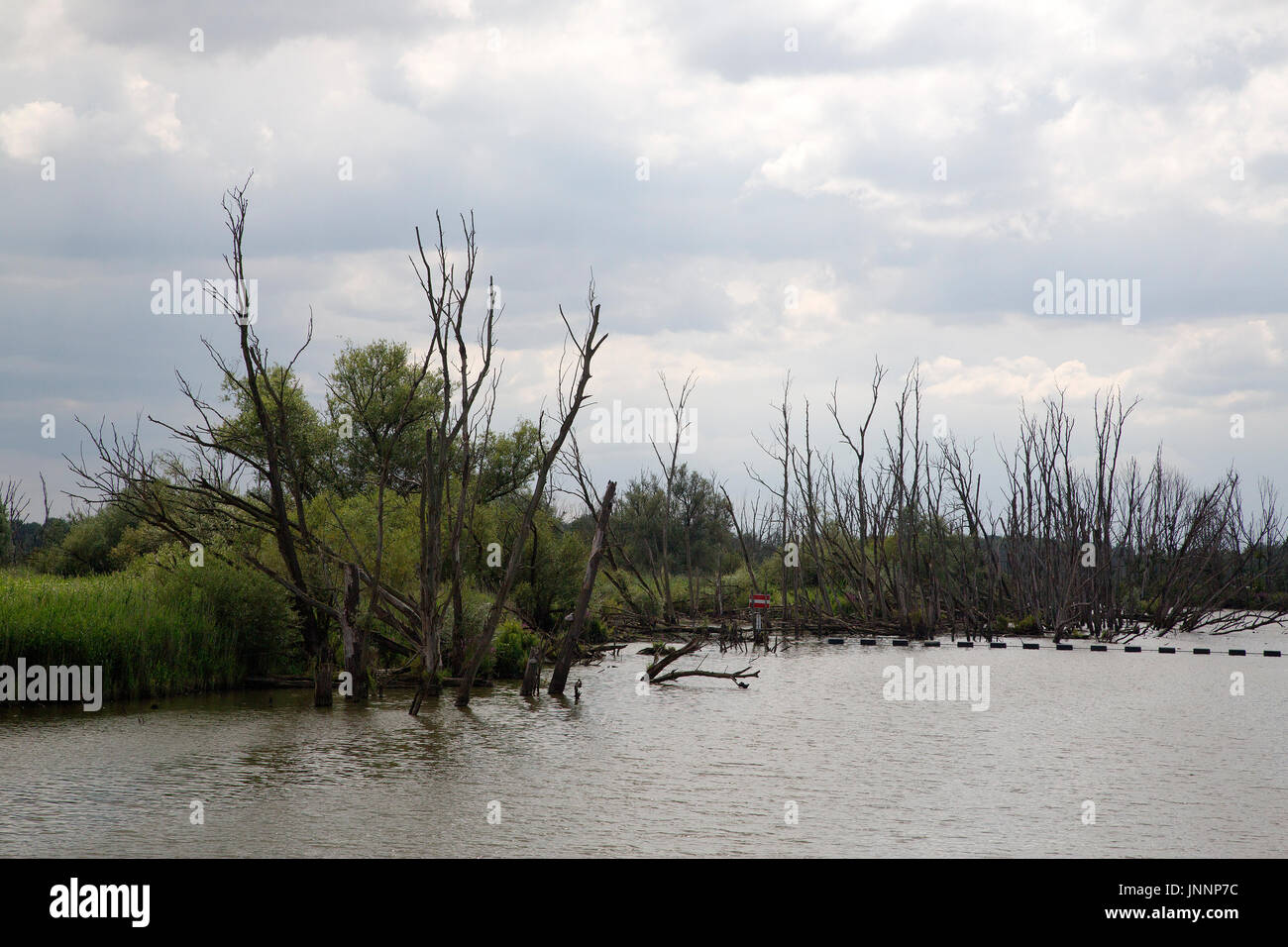 Restored tidal creek with drowned trees in Biesbosch National Park ...